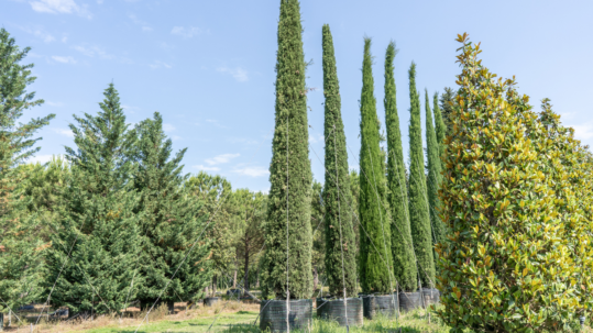 Vivai Piante Mati - Il Catalogo, la nostra produzione